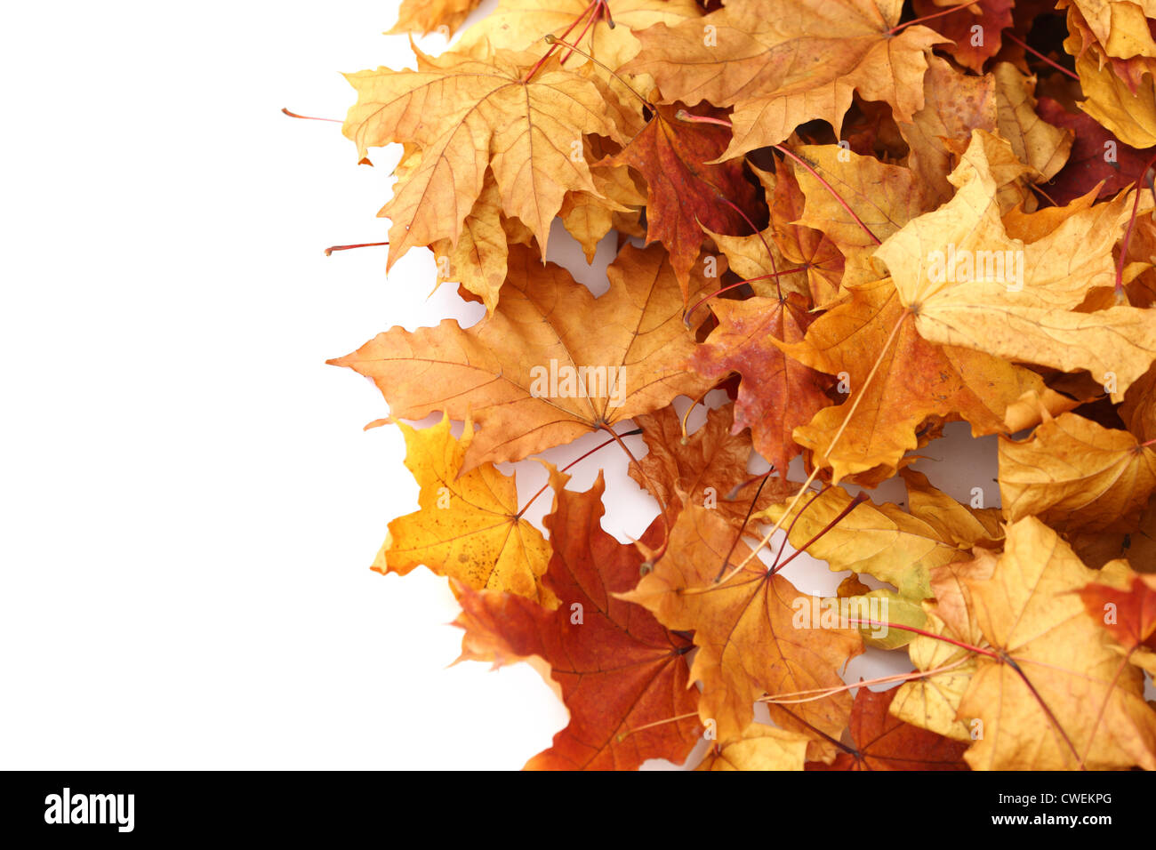 autumn leaves isolated in studio Stock Photo - Alamy