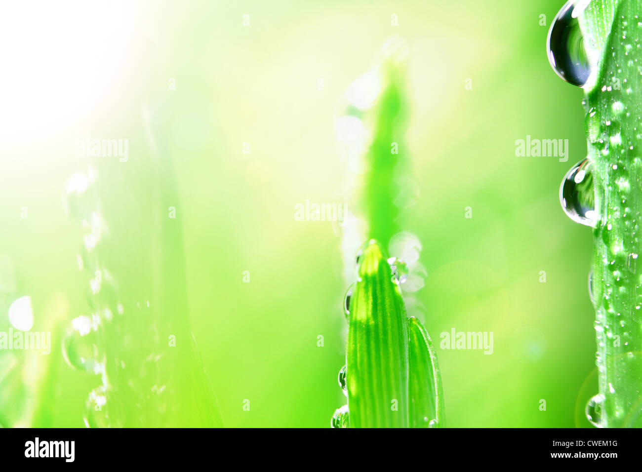 water drop shine in sun light Stock Photo - Alamy