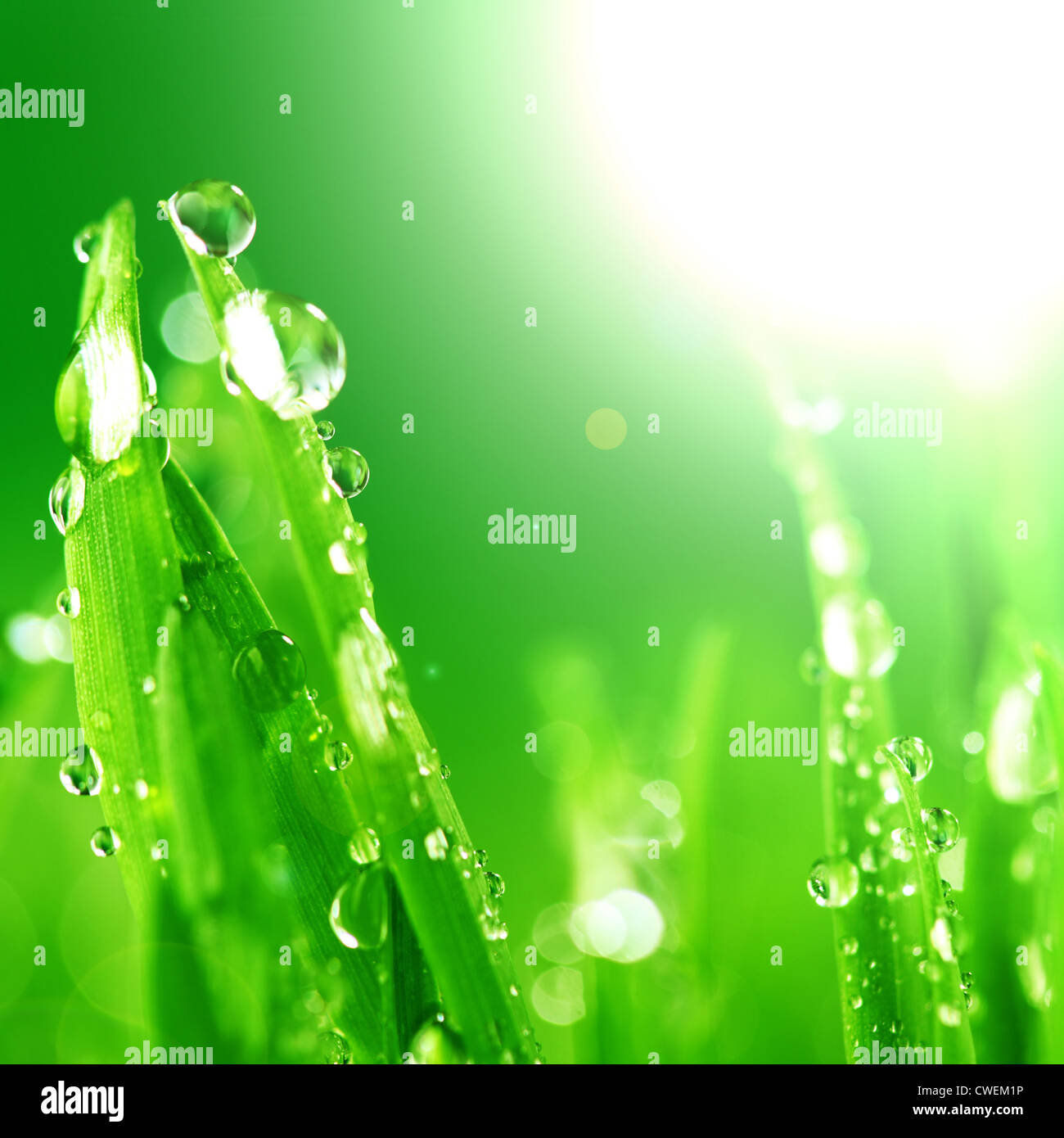 water drop shine in sun light Stock Photo - Alamy