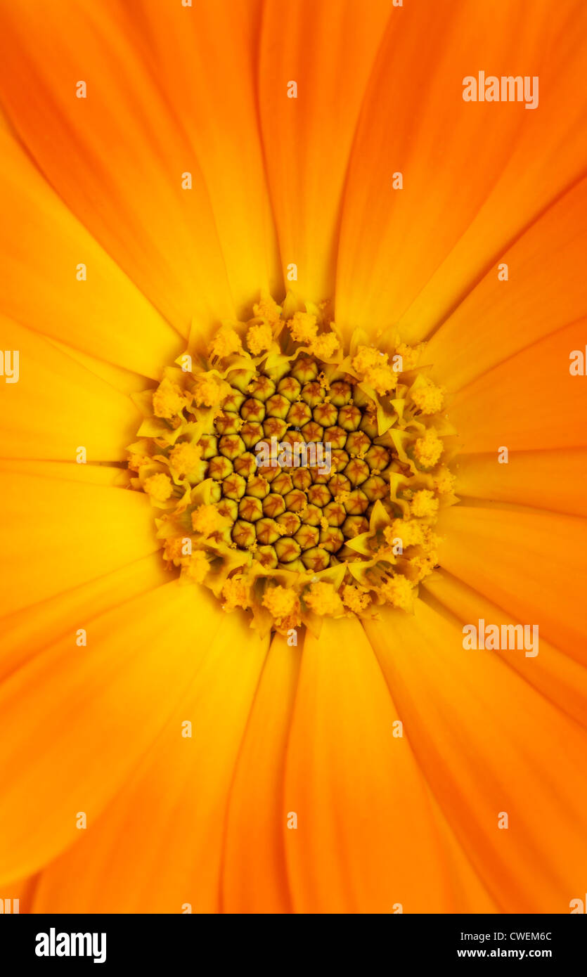 Calendula officinalis. Pot Marigold Stock Photo - Alamy