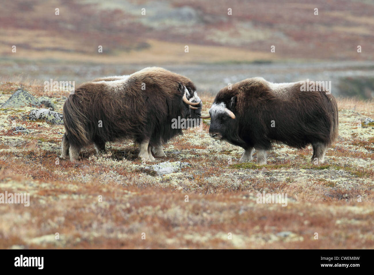 musk ox in dovre national park norway Stock Photo - Alamy