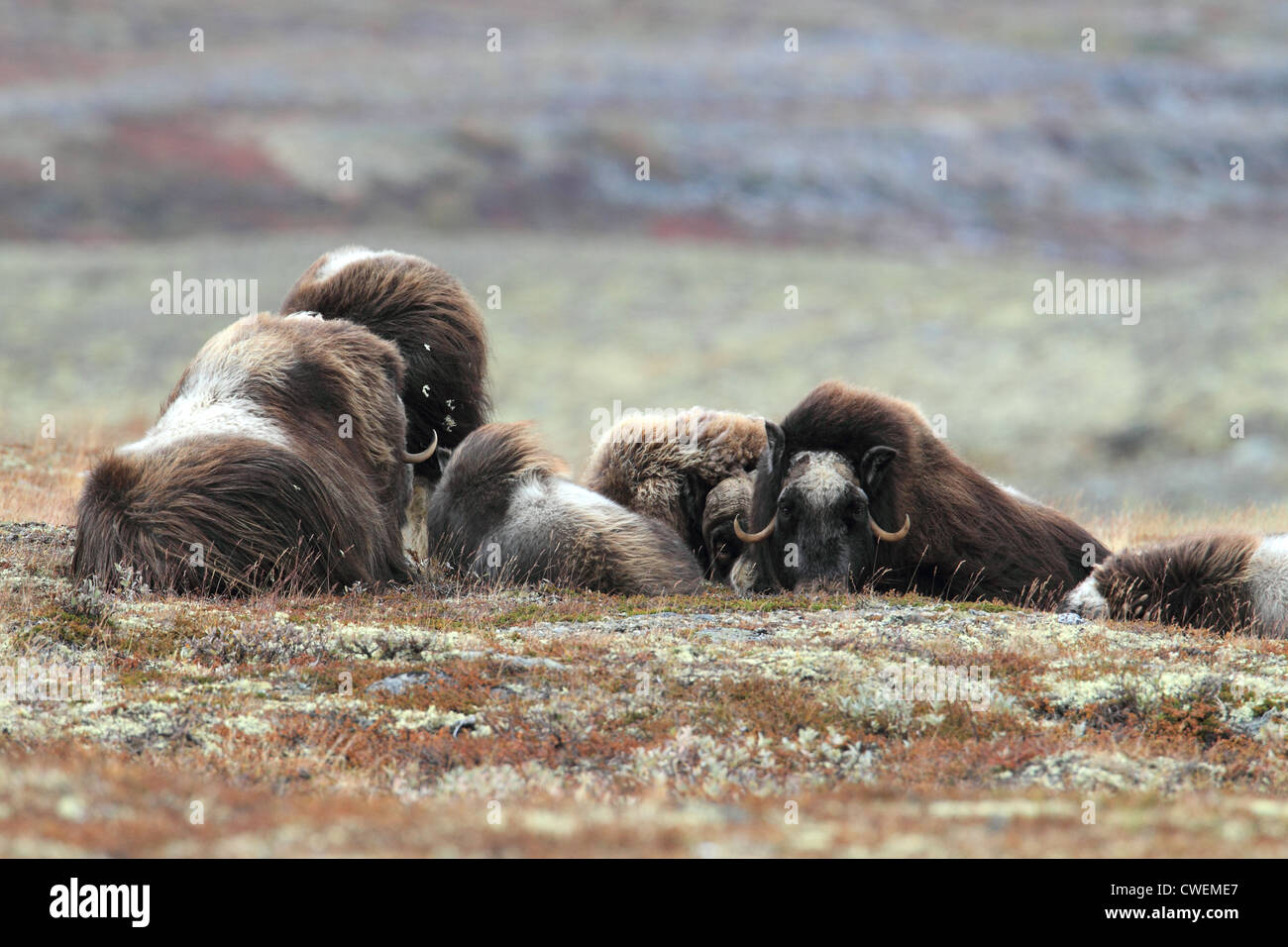 musk ox in dovre national park norway Stock Photo - Alamy