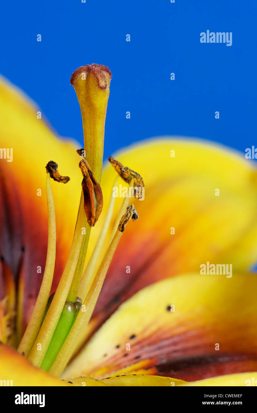 Flower parts of an Asiatic Lily sowing the pistil and stamens Stock ...