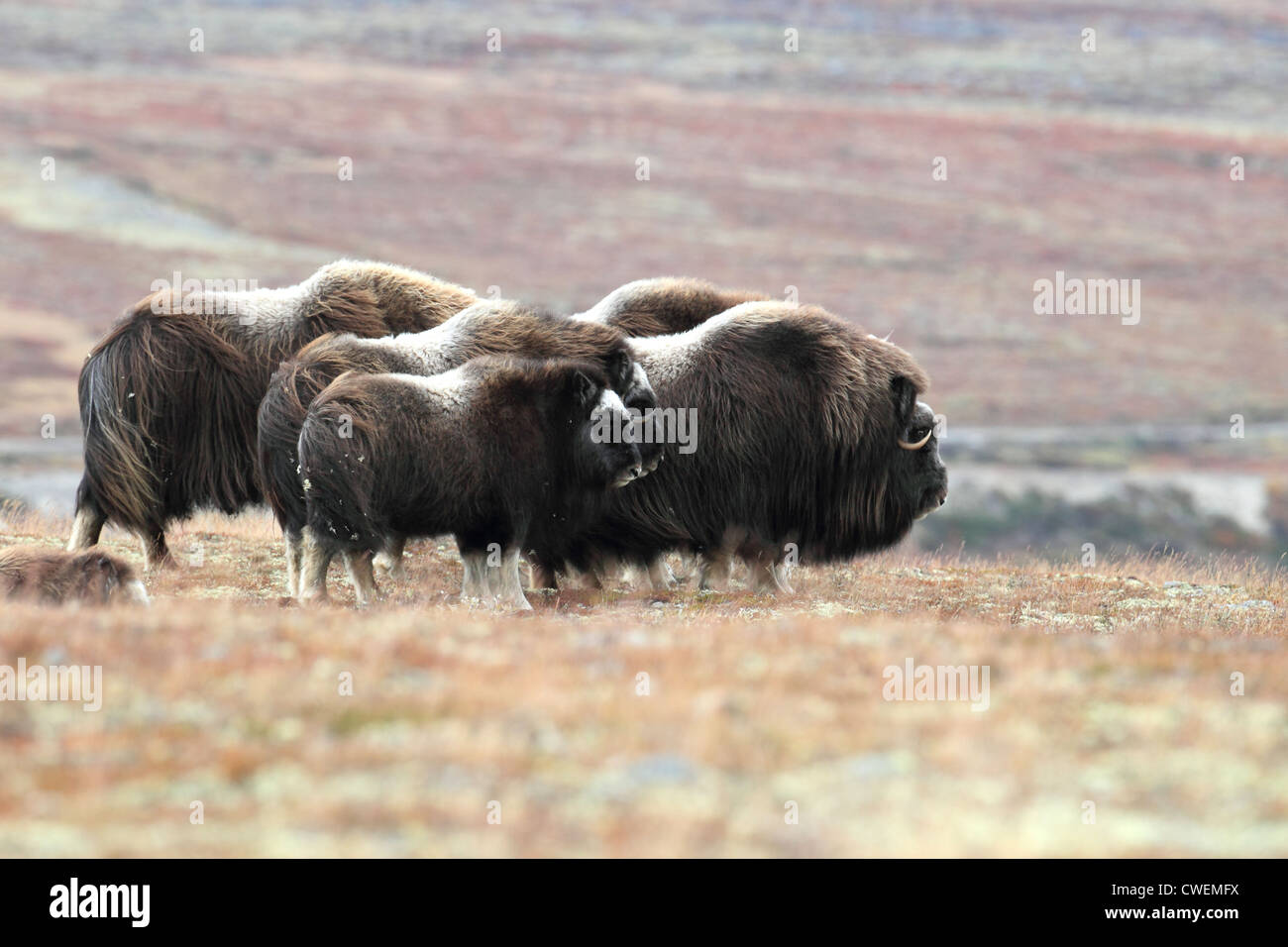 musk ox in dovre national park norway Stock Photo - Alamy