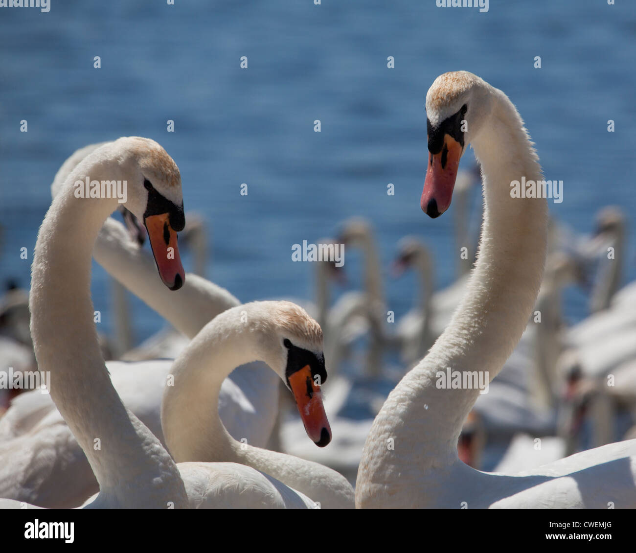 Group of three swans on lake with flock in background Stock Photo - Alamy