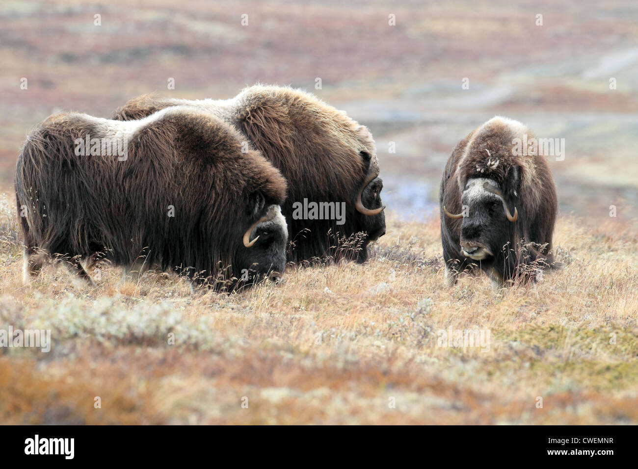 musk ox in dovre national park norway Stock Photo - Alamy