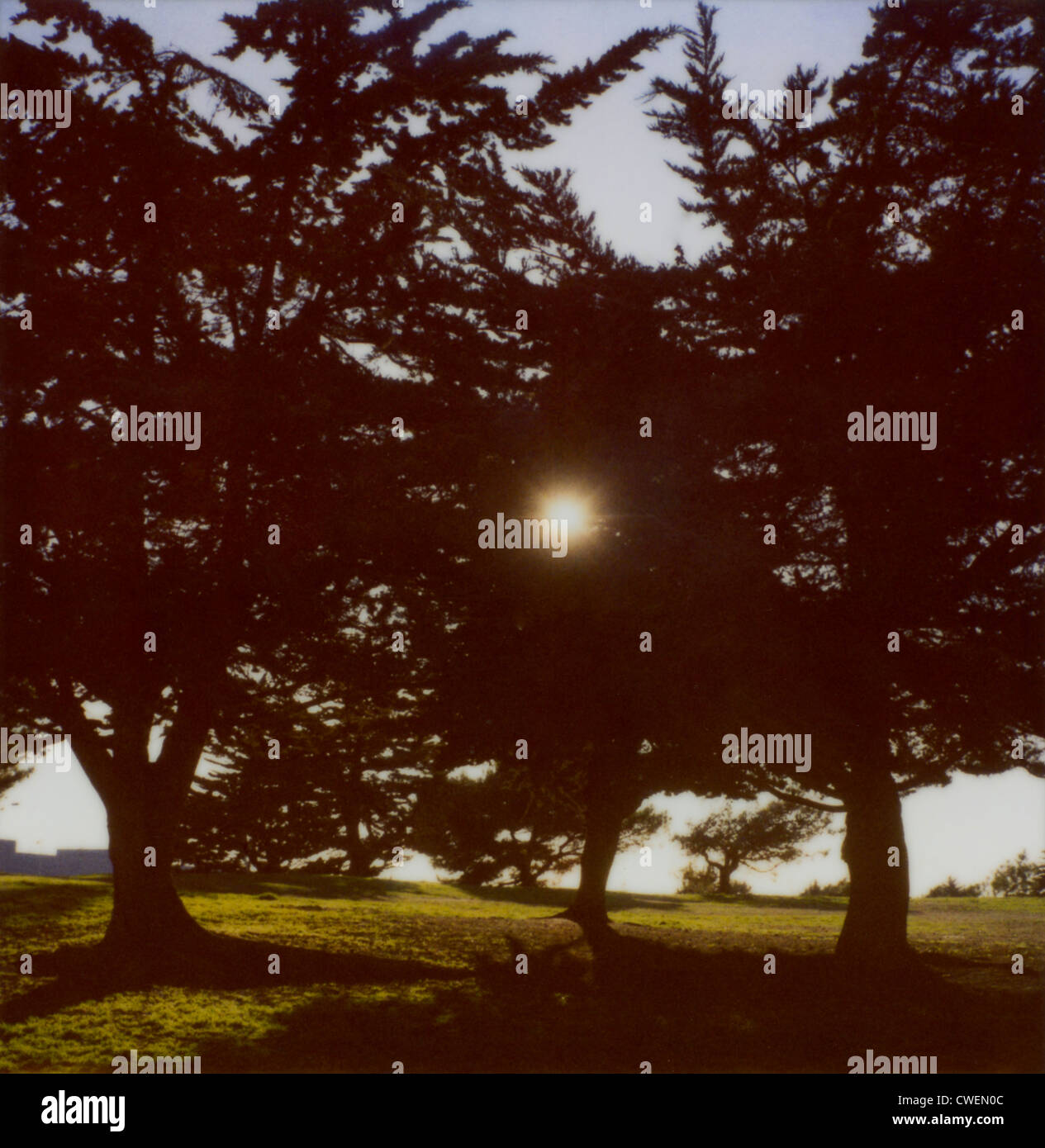 Sun setting through trees Stock Photo - Alamy