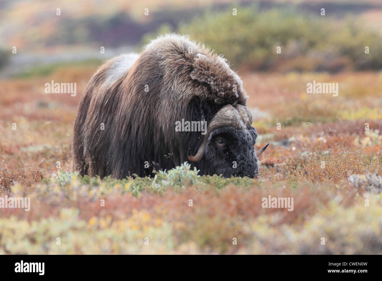 musk ox in dovre national park norway Stock Photo - Alamy