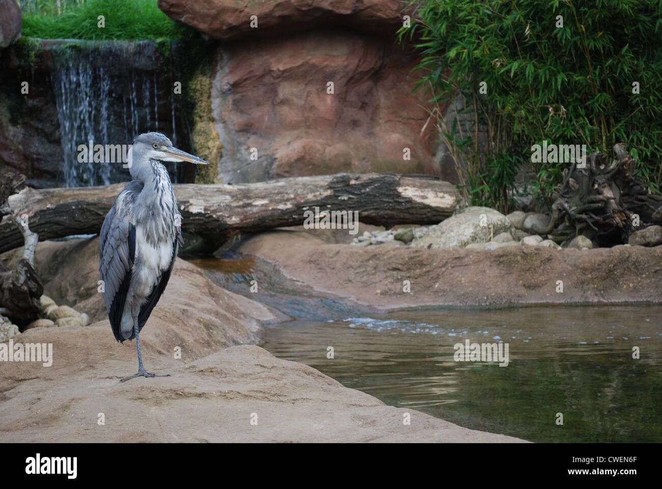 Crane standing over a water pool with waterfall in background Stock ...
