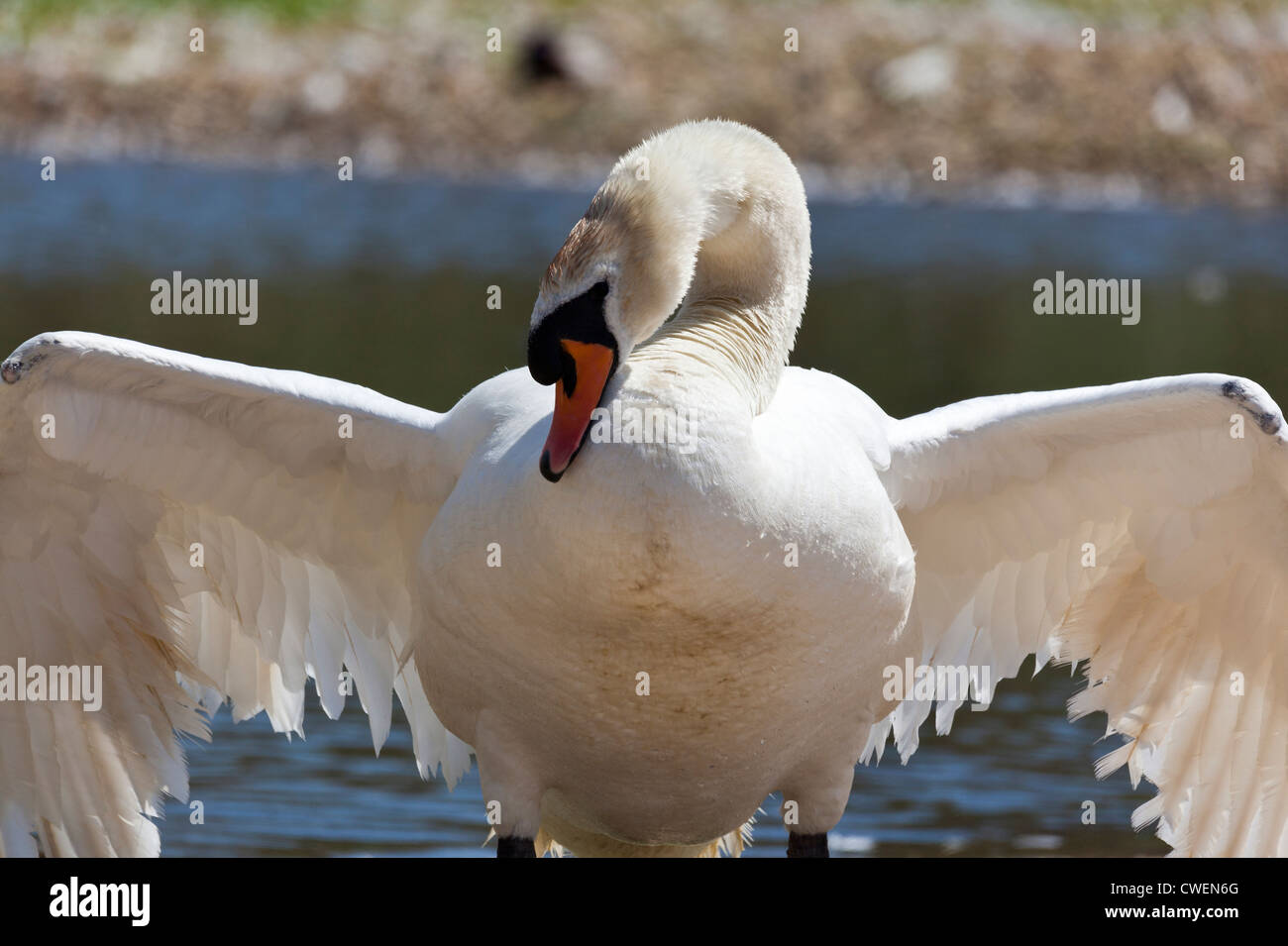Swan Wings Outstretched High Resolution Stock Photography and Images ...