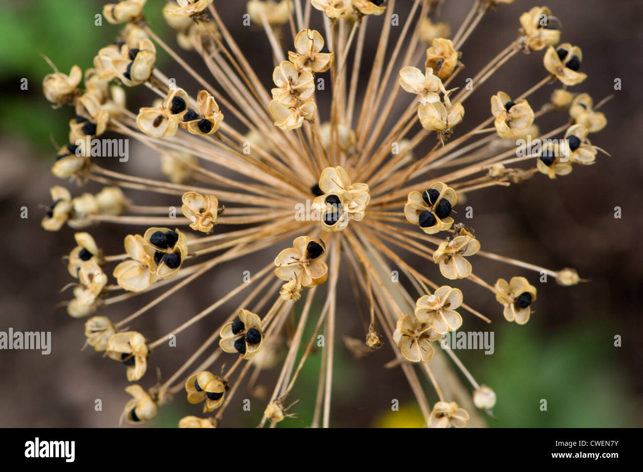 A flower that has gone to seed in the fall Stock Photo - Alamy
