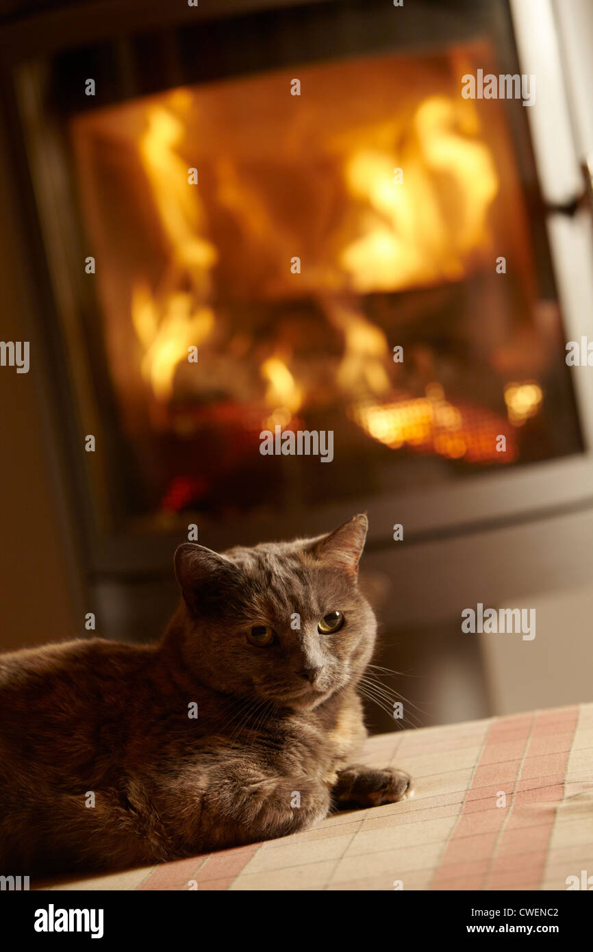 Fire cat hi-res stock photography and images - Alamy