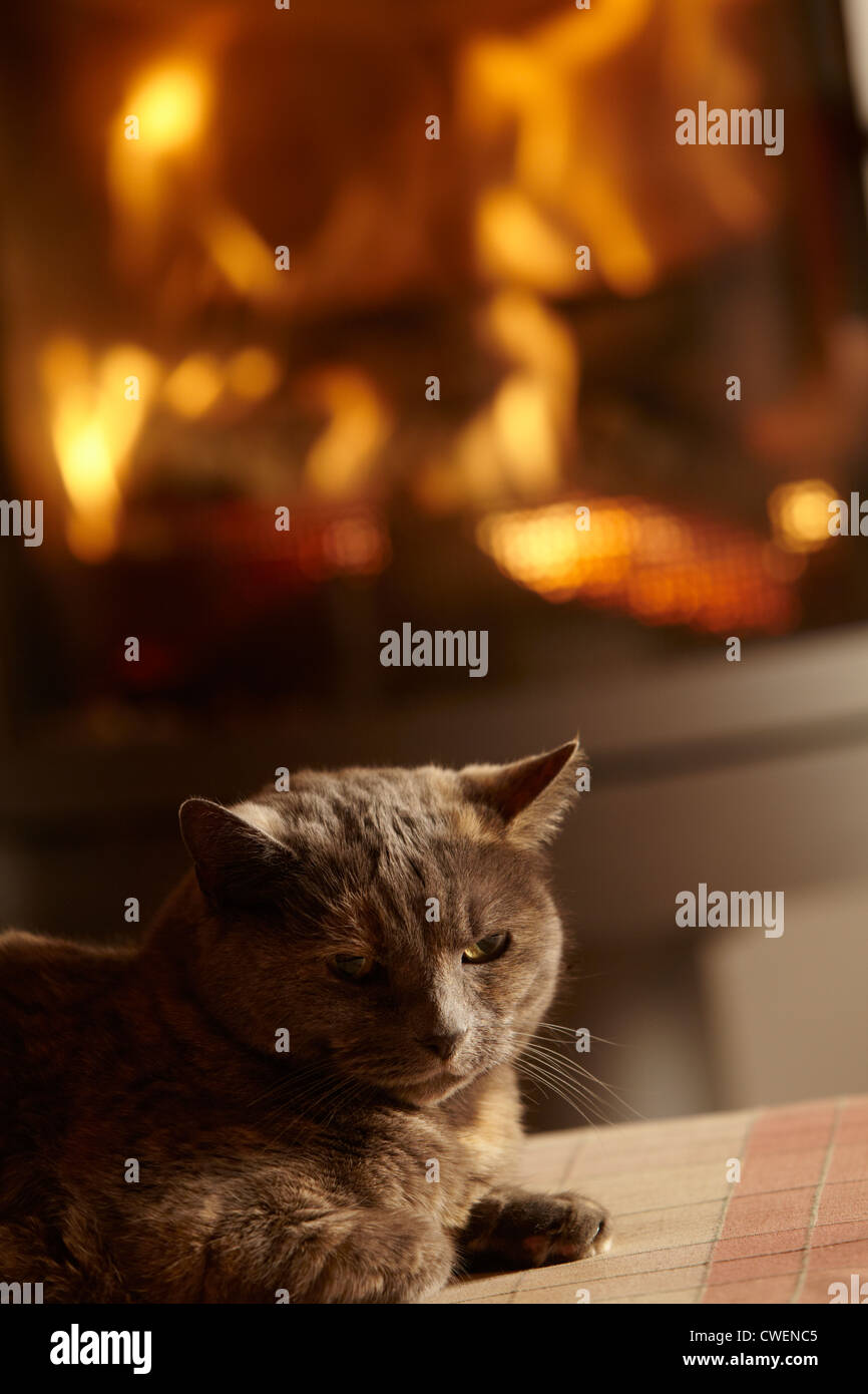 Fire cat hi-res stock photography and images - Alamy