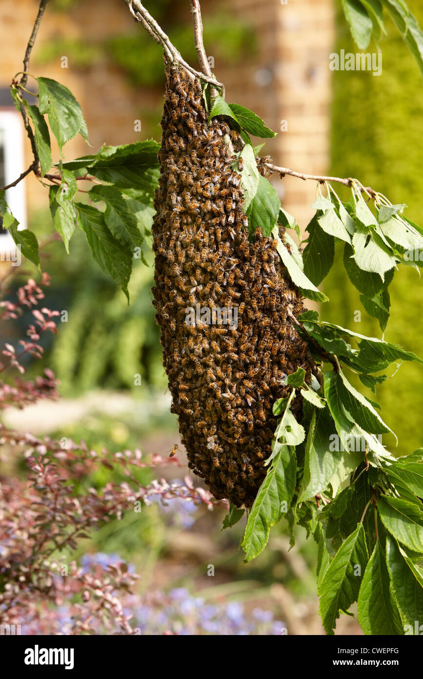 Bee swarm in the branches of a cherry tree Stock Photo - Alamy