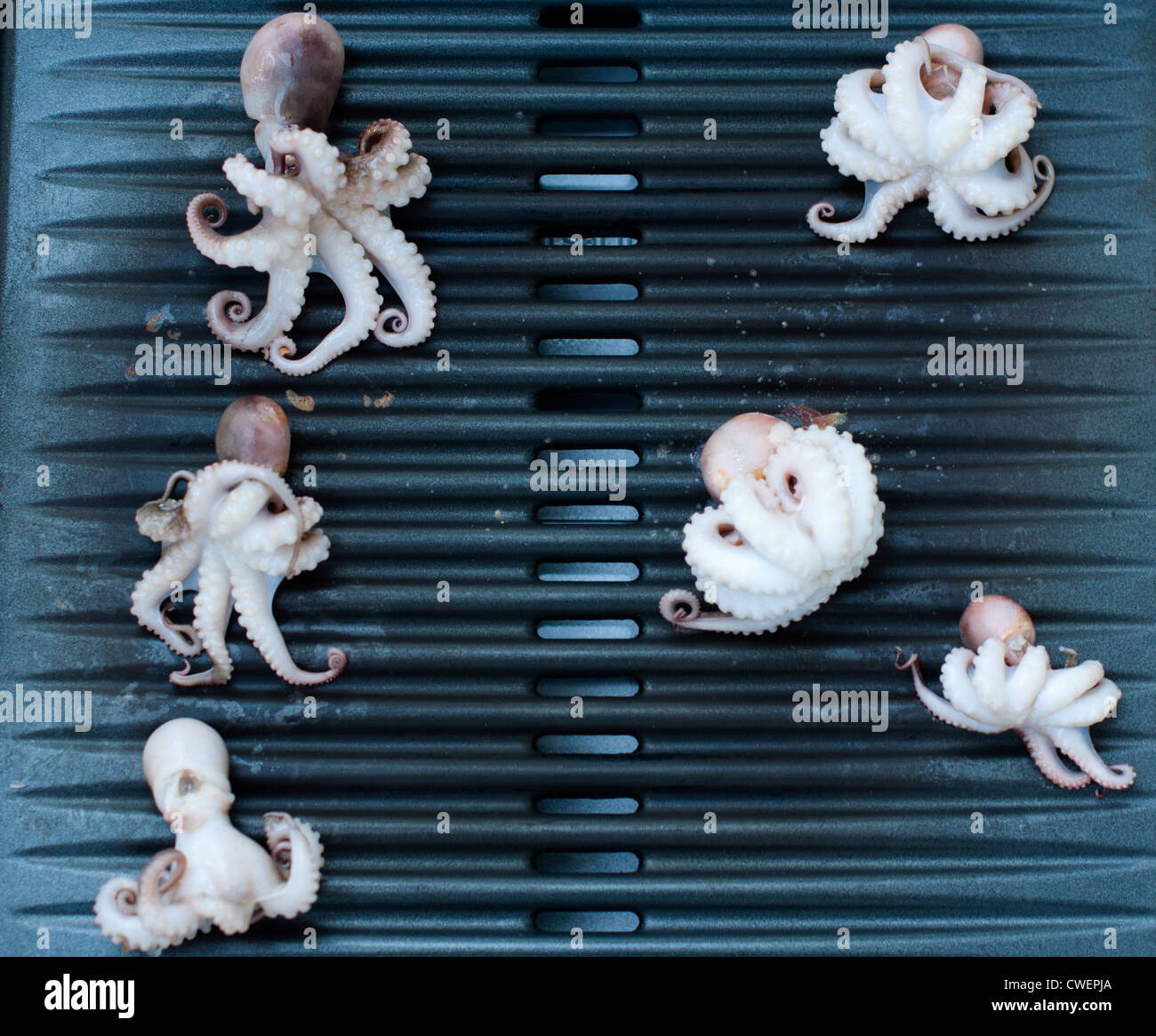 Moscardini hi-res stock photography and images - Alamy