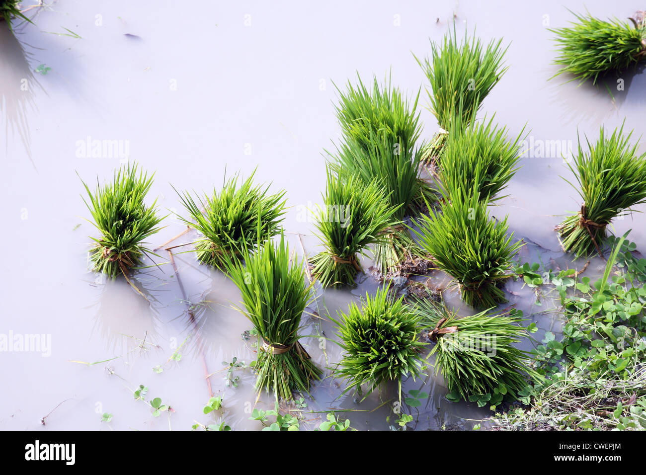 Rice seedlings for planting Stock Photo - Alamy