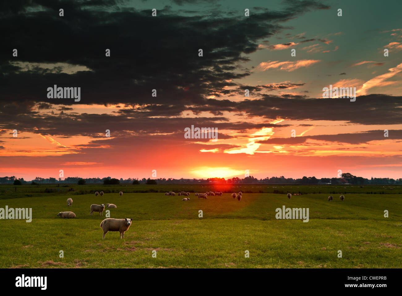 Few sheep hi-res stock photography and images - Alamy