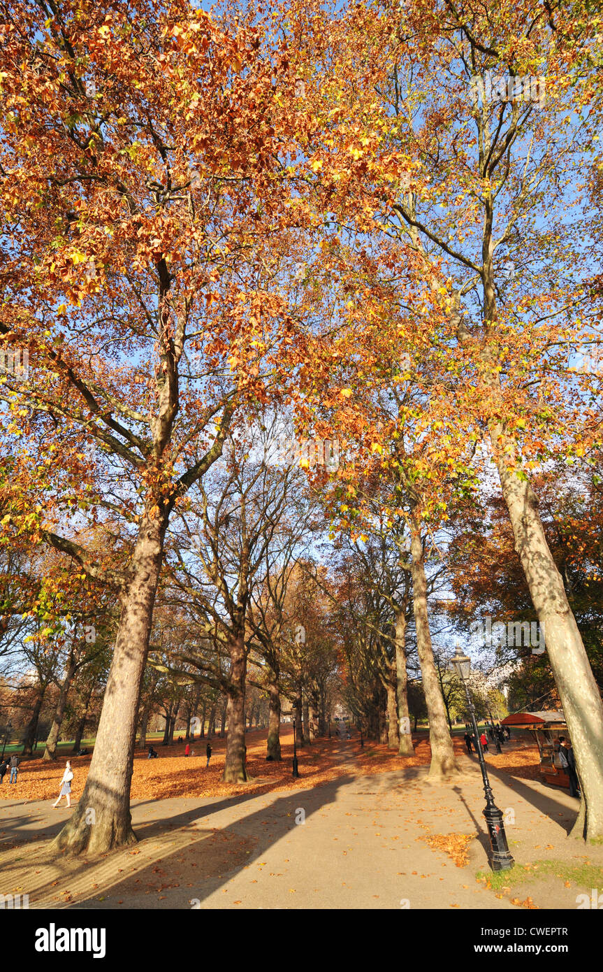 Autumn tree in Hyde Park, London Stock Photo - Alamy