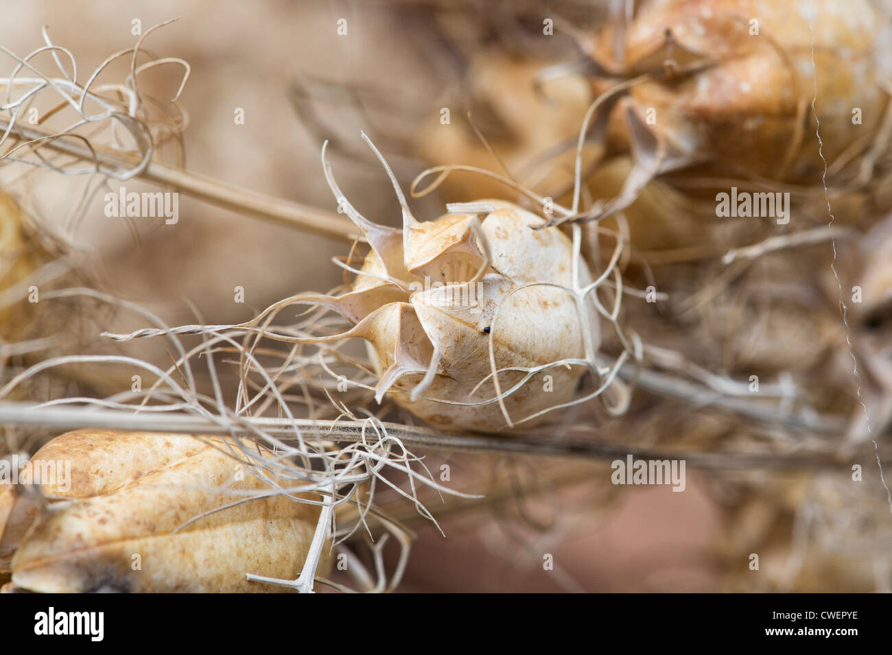 Nigella hispanica. Love-in-a-mist dried seed pods Stock Photo - Alamy