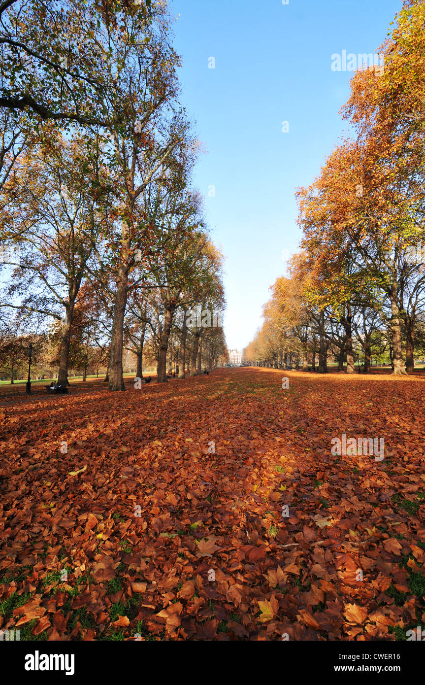 Autumn tree in Hyde Park, London Stock Photo - Alamy