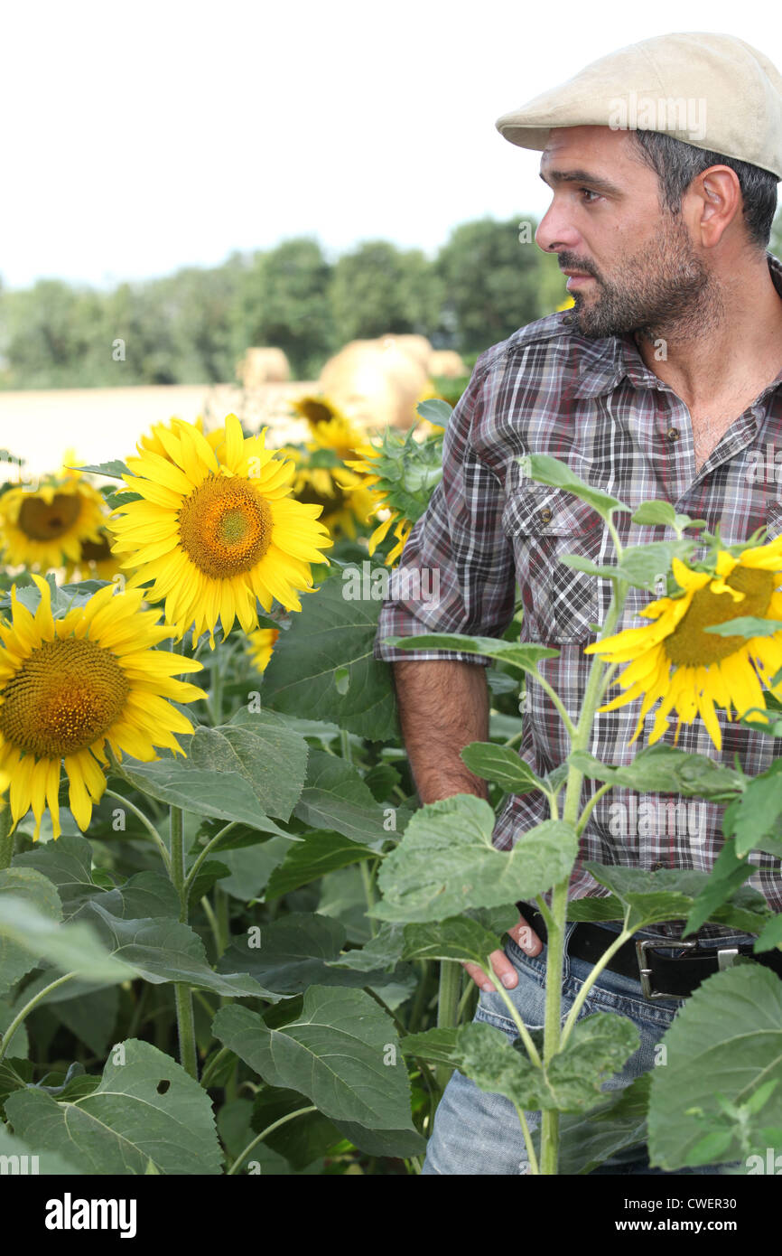 man in sunflower field Stock Photo - Alamy