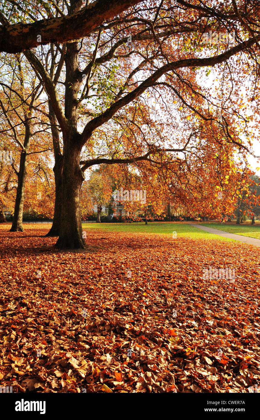 Autumn tree in Hyde Park, London Stock Photo - Alamy
