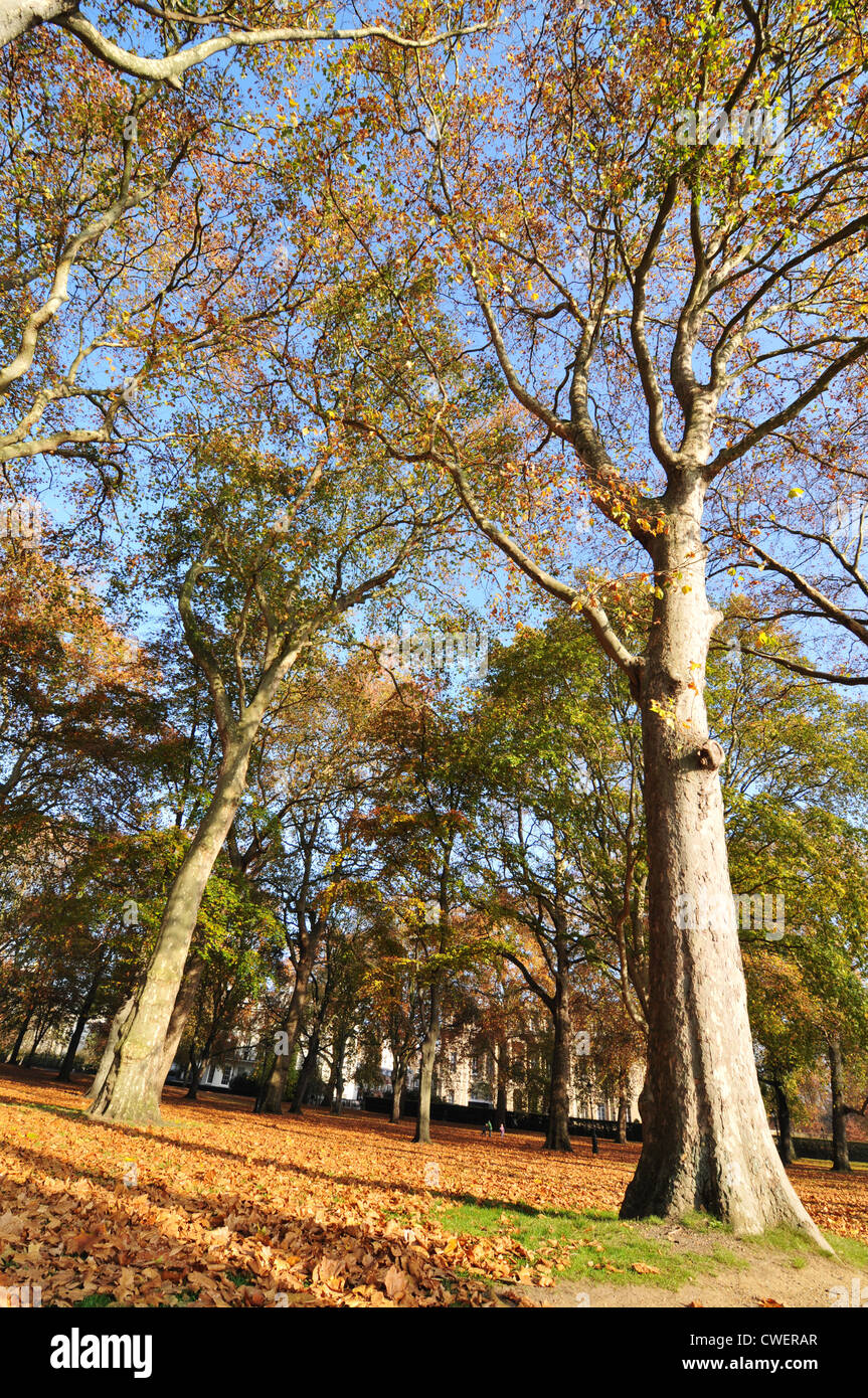 Autumn tree in Hyde Park, London Stock Photo - Alamy
