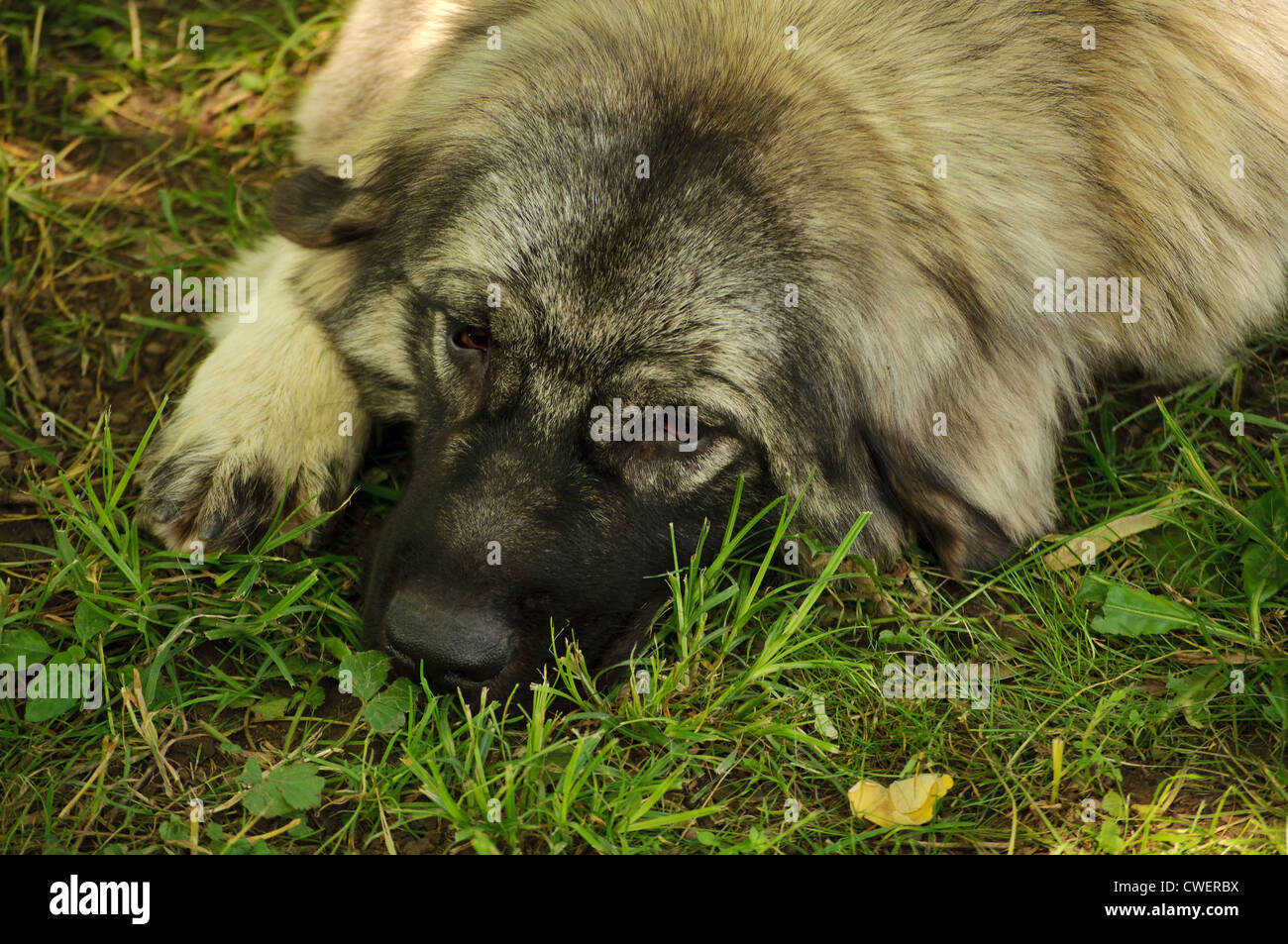 Sarplaninac hi-res stock photography and images - Alamy