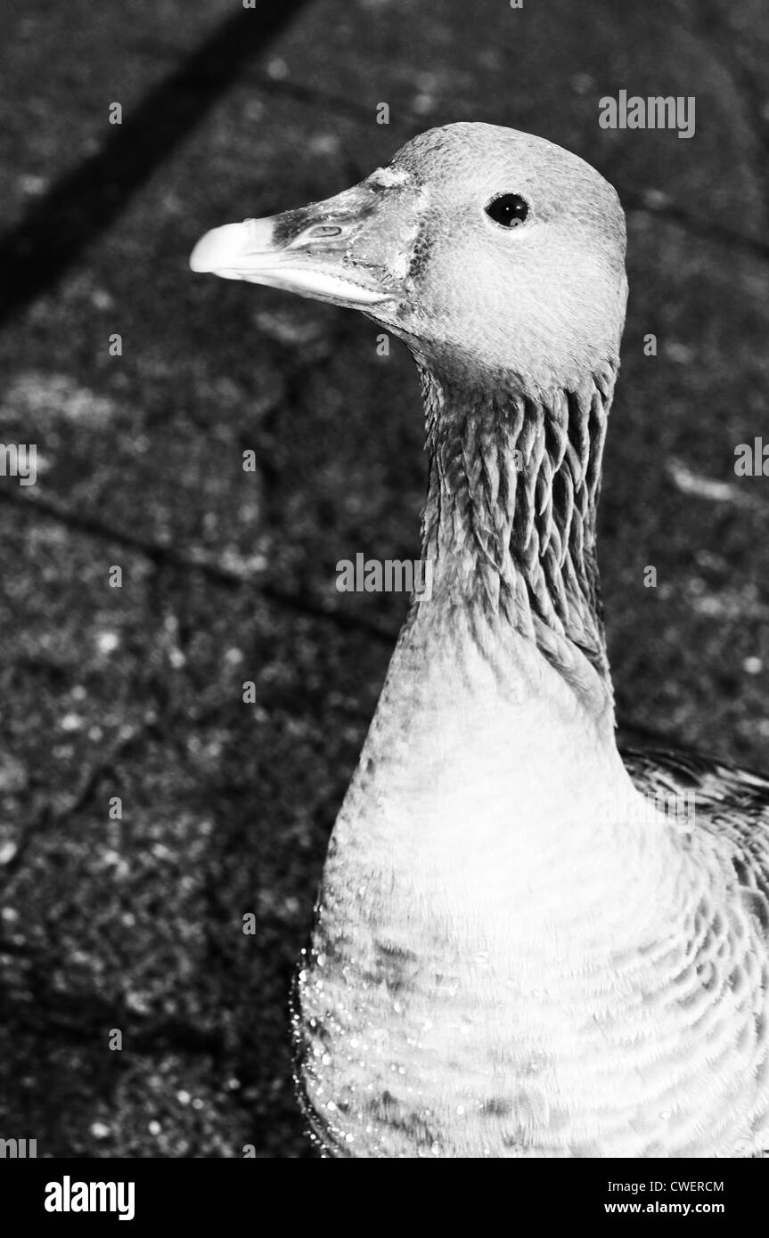 Detail of goose head at farm Stock Photo - Alamy