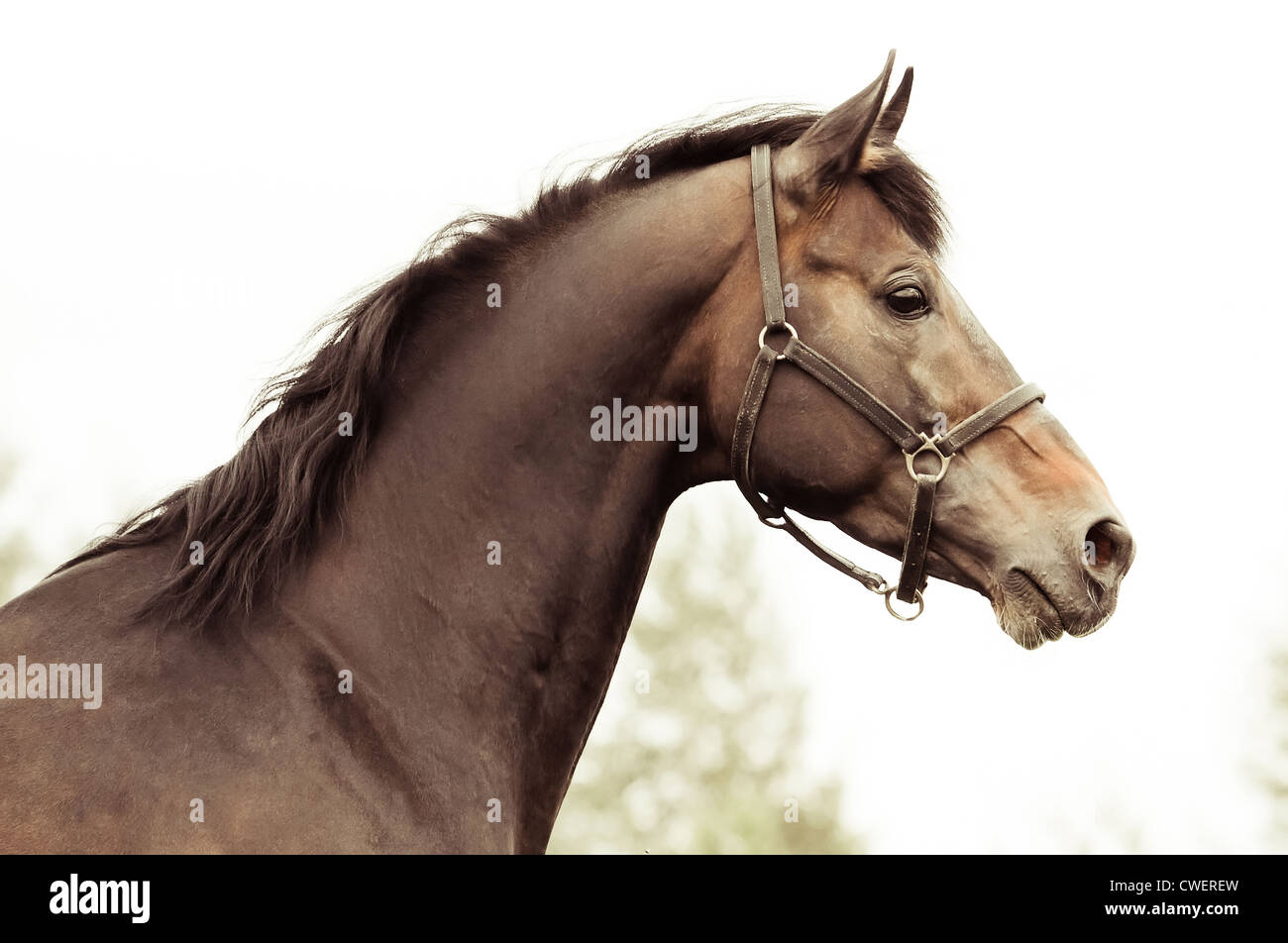 Stallion side profile hi-res stock photography and images - Alamy