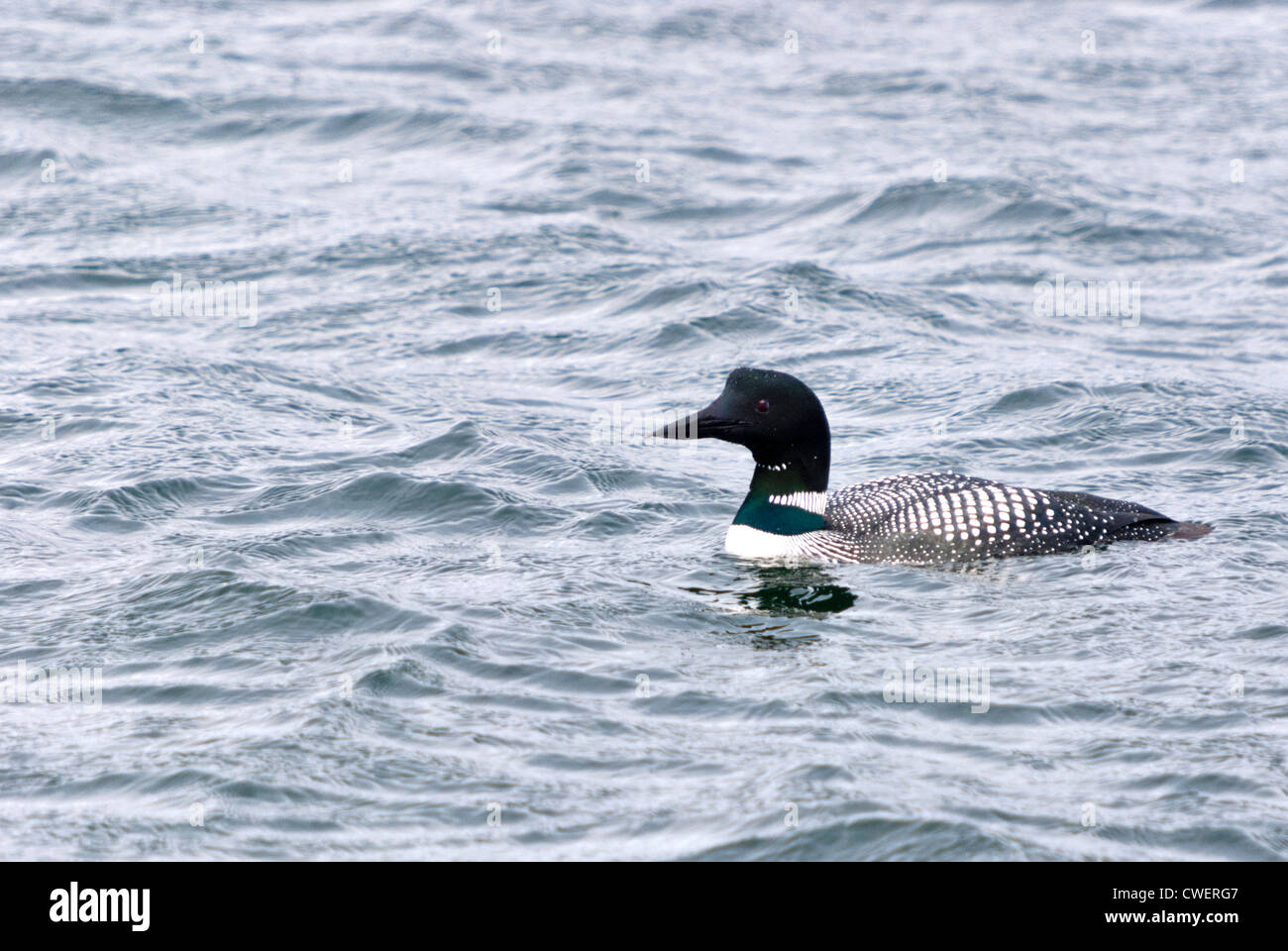 Great Northern Diver feeding in the sea at Carradale, Scotland Stock ...