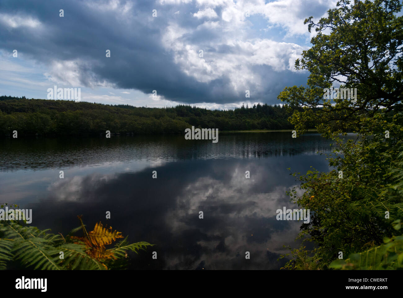 Coille hi-res stock photography and images - Alamy