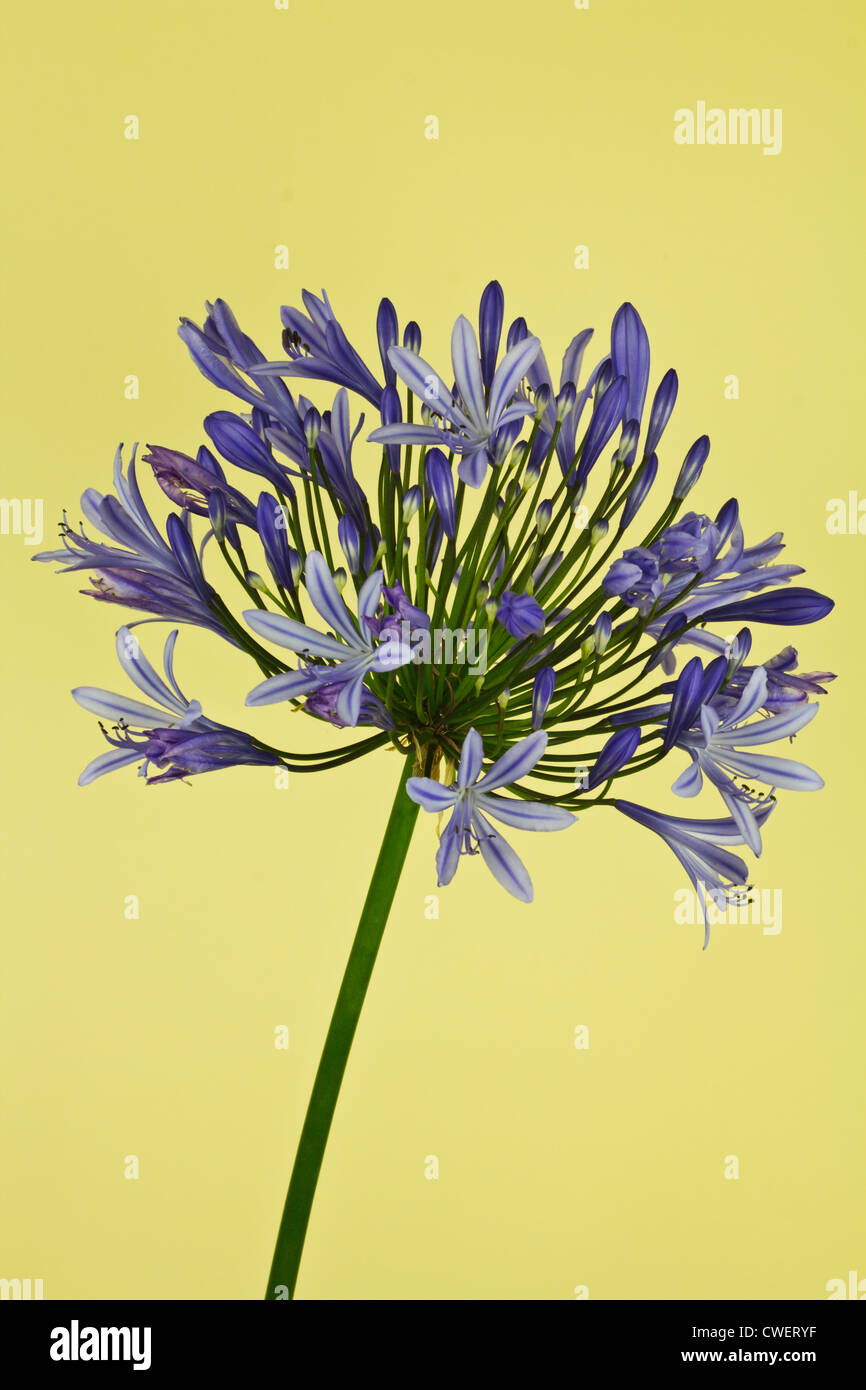 Beautiful african lily hi-res stock photography and images - Alamy