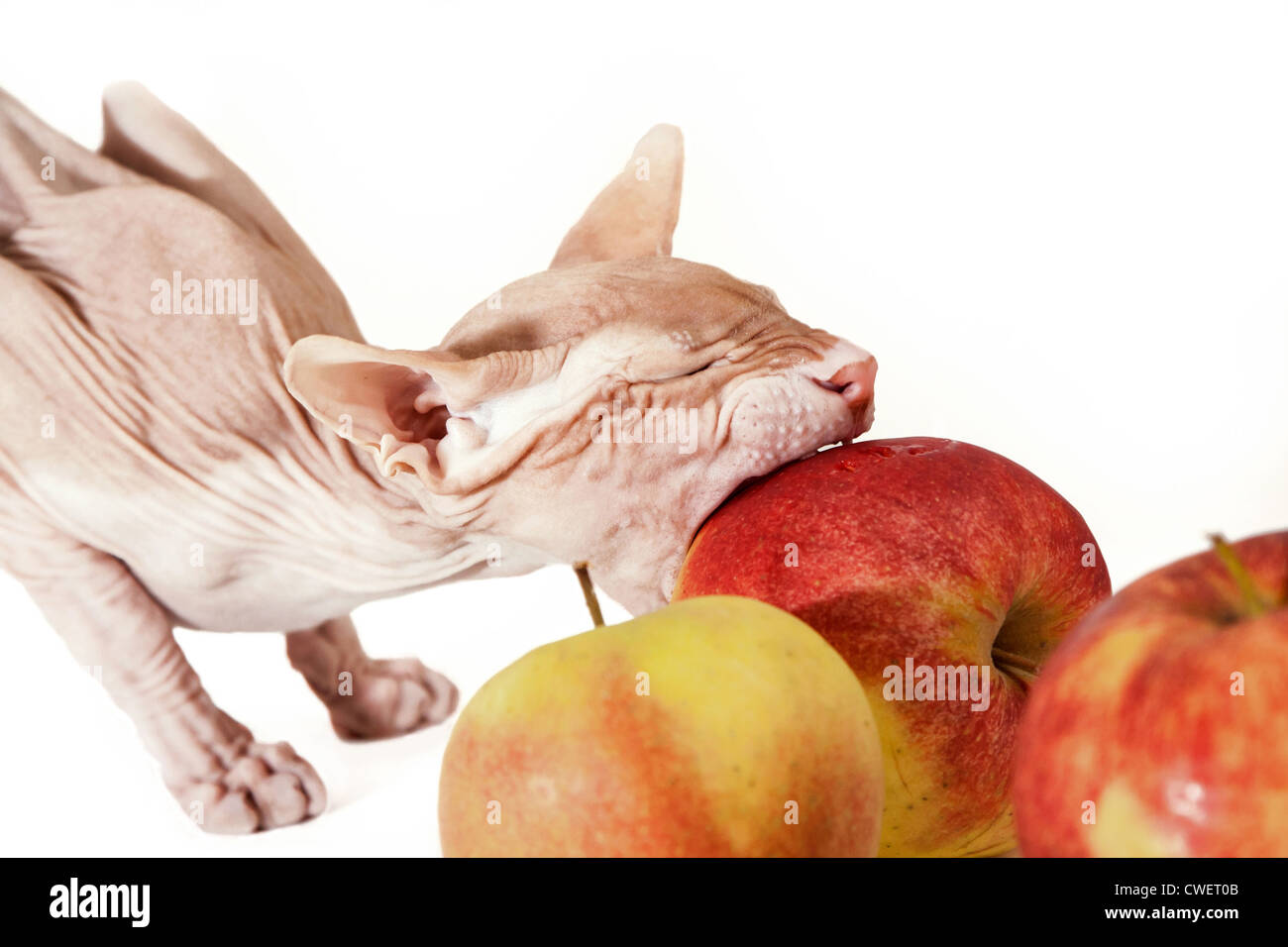 Apple sphinx hi-res stock photography and images - Alamy