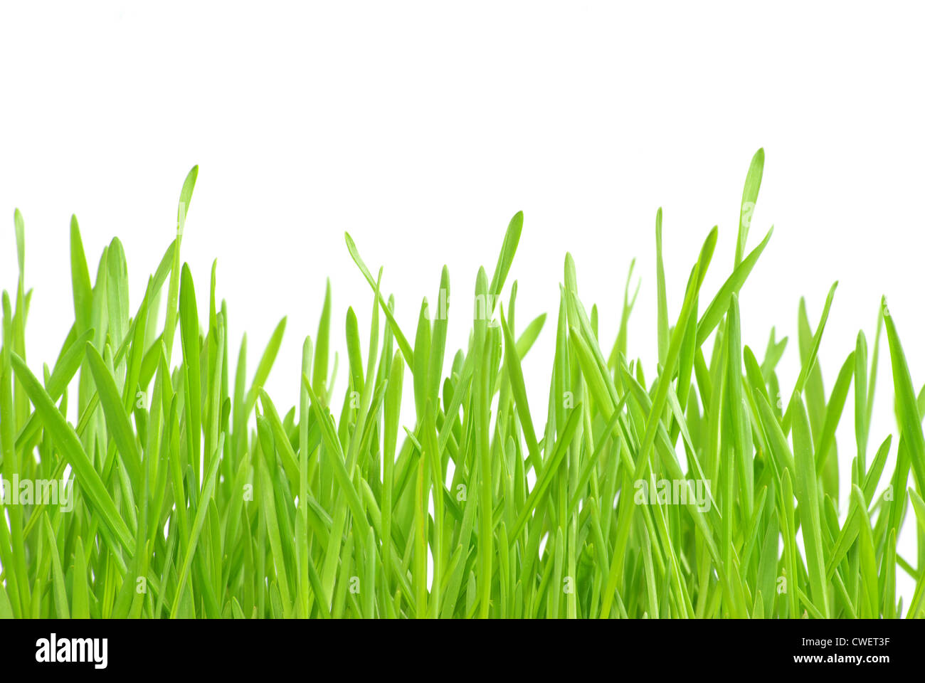 Green grass isolated on white background Stock Photo - Alamy