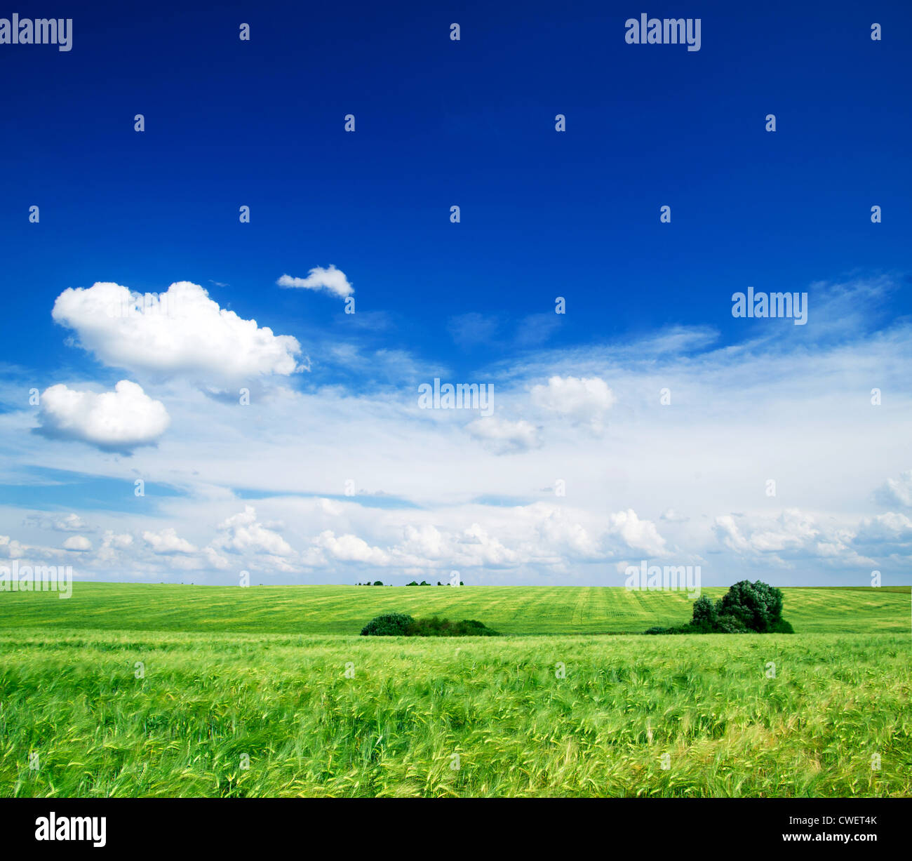 field on a background of the blue sky Stock Photo - Alamy