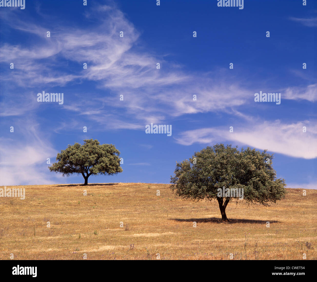 Two olive trees in hillside field, near Portalegre, Alentejo, Portugal ...