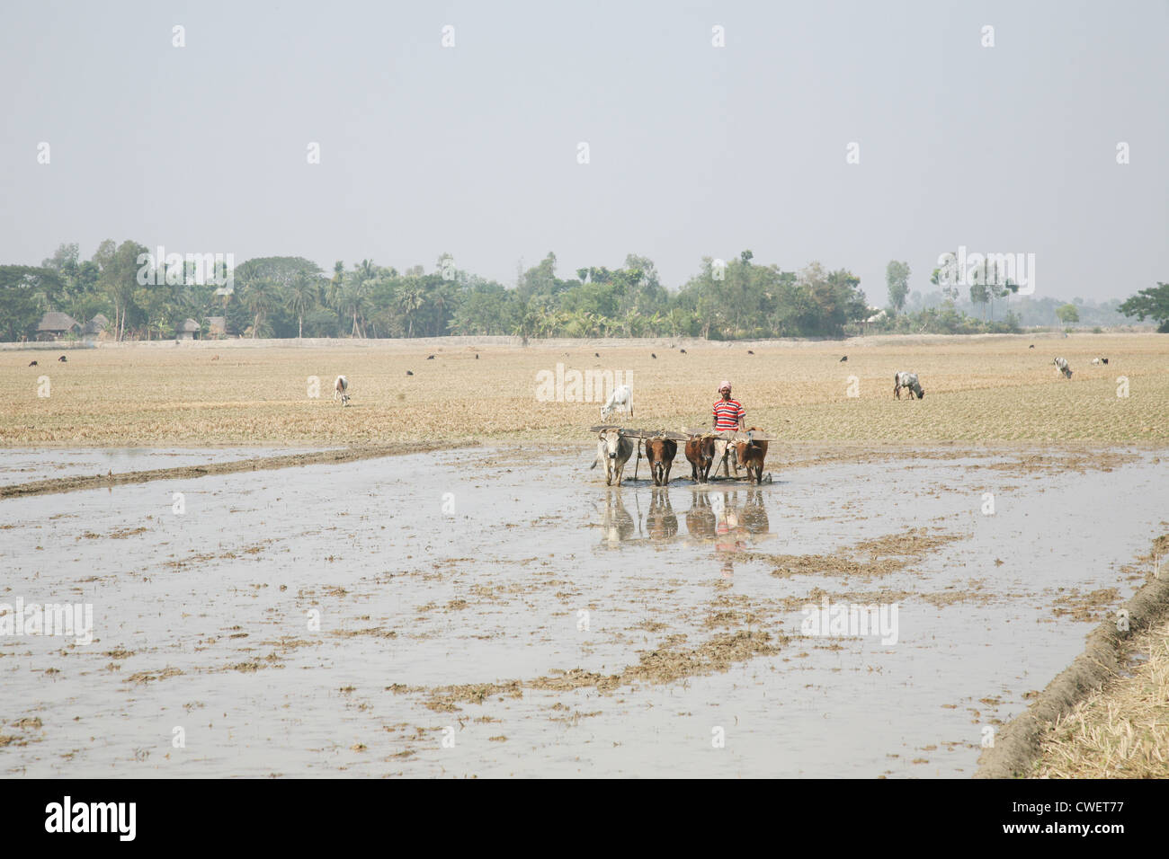Farmers plowing agricultural field in traditional way where a plow is ...