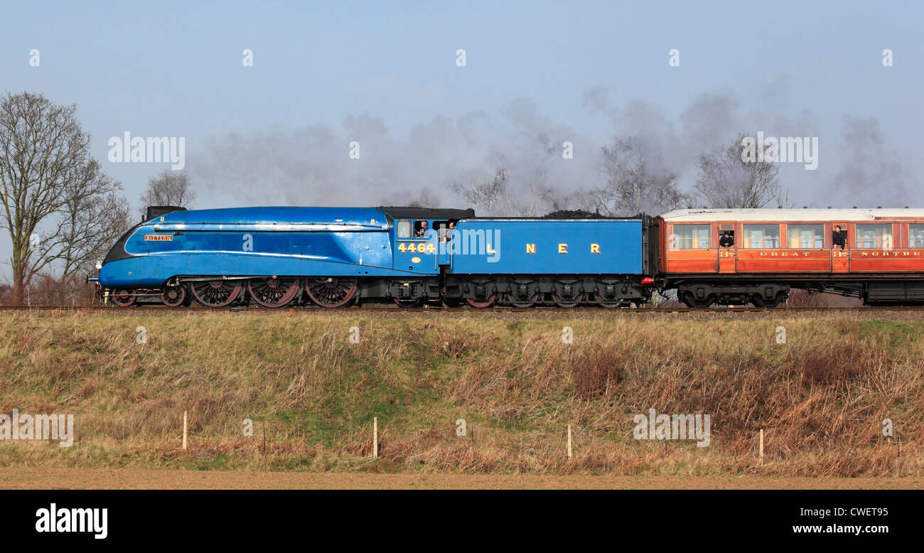 LNER A4 Class No. 4464 'Bittern' heads into the countryside on the ...