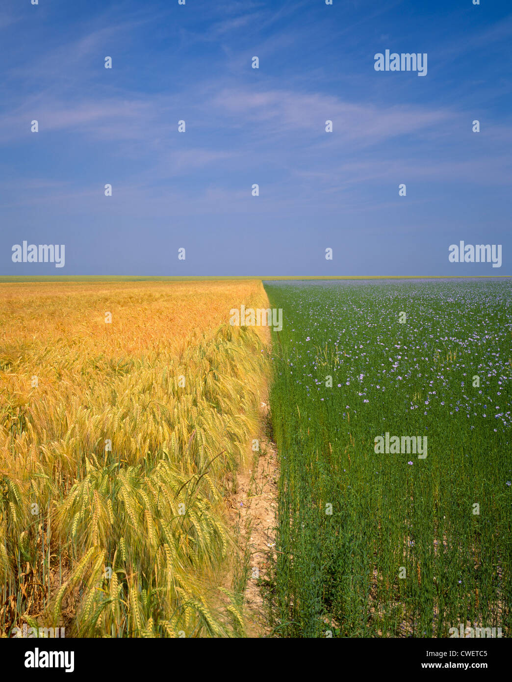 Barley and flax growing in open fields, Normandy, France Stock Photo ...