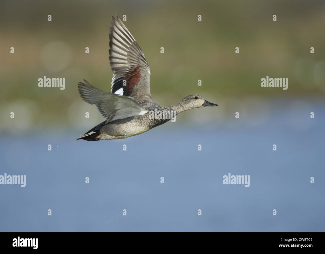 Gadwall in flight Stock Photo - Alamy