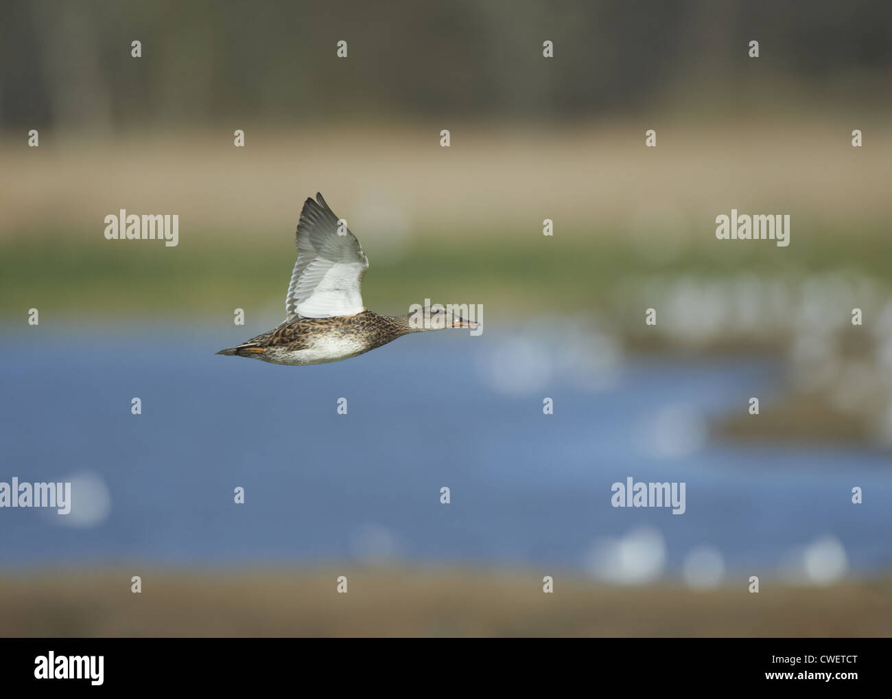 Gadwall in flight Stock Photo - Alamy