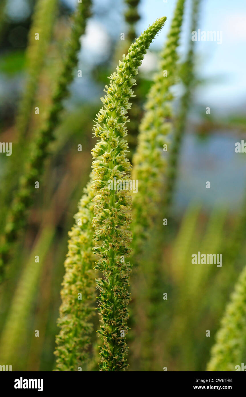 Dyer weed hi-res stock photography and images - Alamy