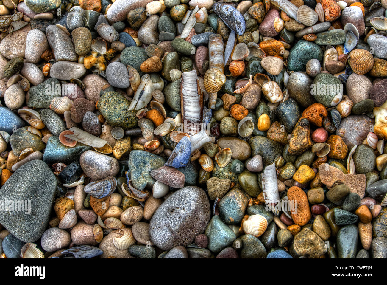 Round Shells High Resolution Stock Photography and Images - Alamy