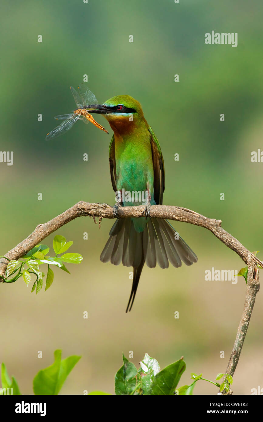 Indian green bee eater hi-res stock photography and images - Alamy