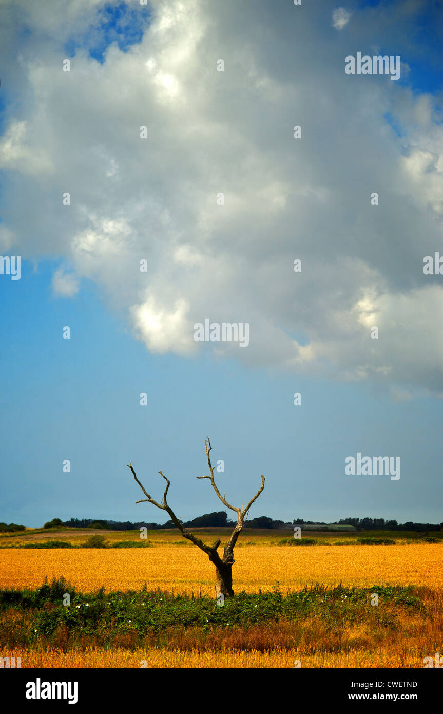 Dead crop field hi-res stock photography and images - Alamy