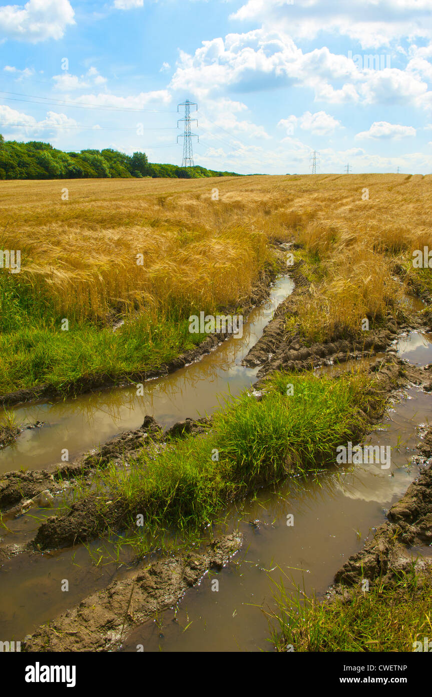 Waterlogged crop hi-res stock photography and images - Alamy
