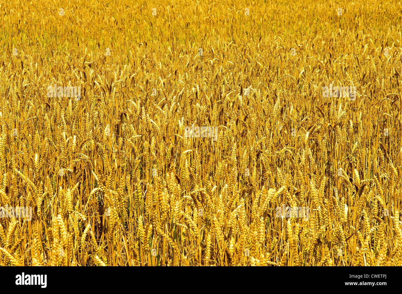 Wheat field in early August,England,UK Stock Photo - Alamy