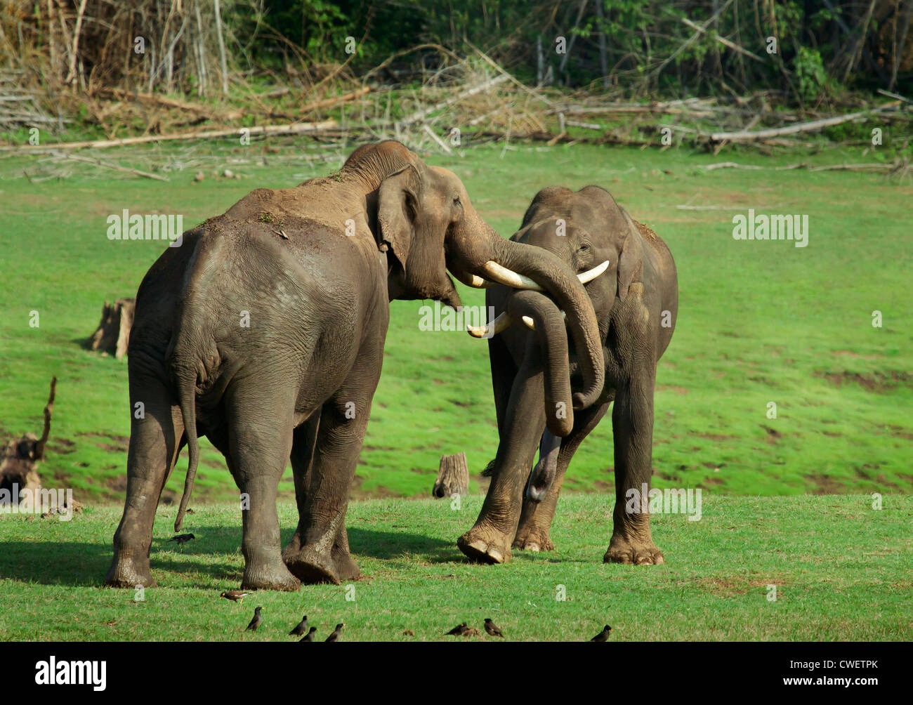 Indian bull elephant hi-res stock photography and images - Alamy