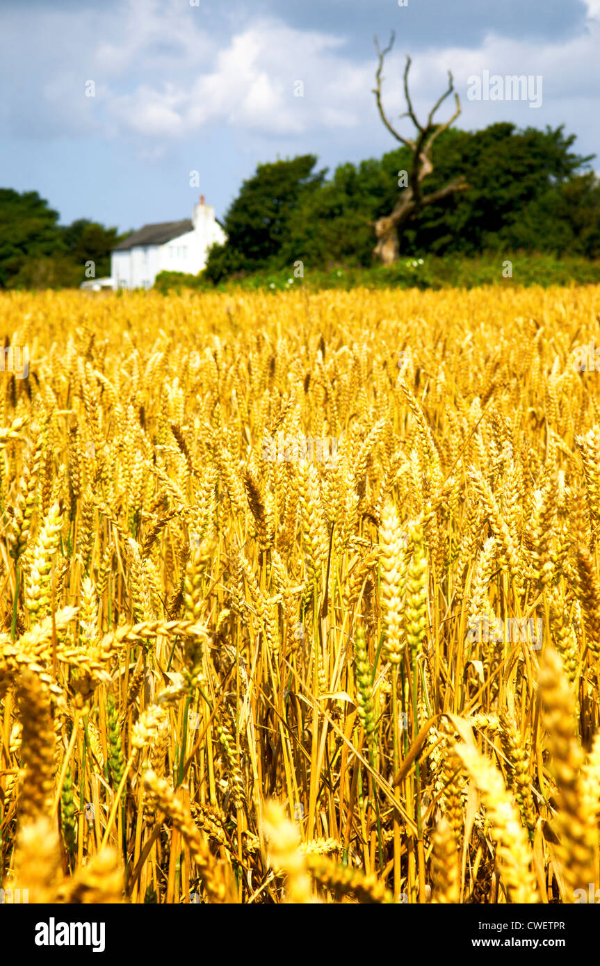 Wheat field, farm house and old dead tree,Lancashire,England Stock ...